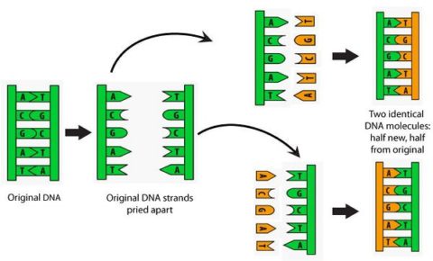 Complementary Pairing | Fun Science