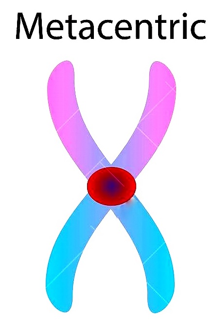 Types of Chromosomes | Fun Science