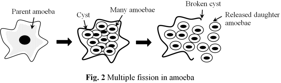 Fission | Fun Science