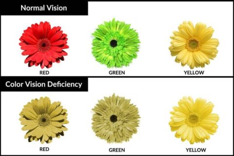 How do we see colours | Fun Science